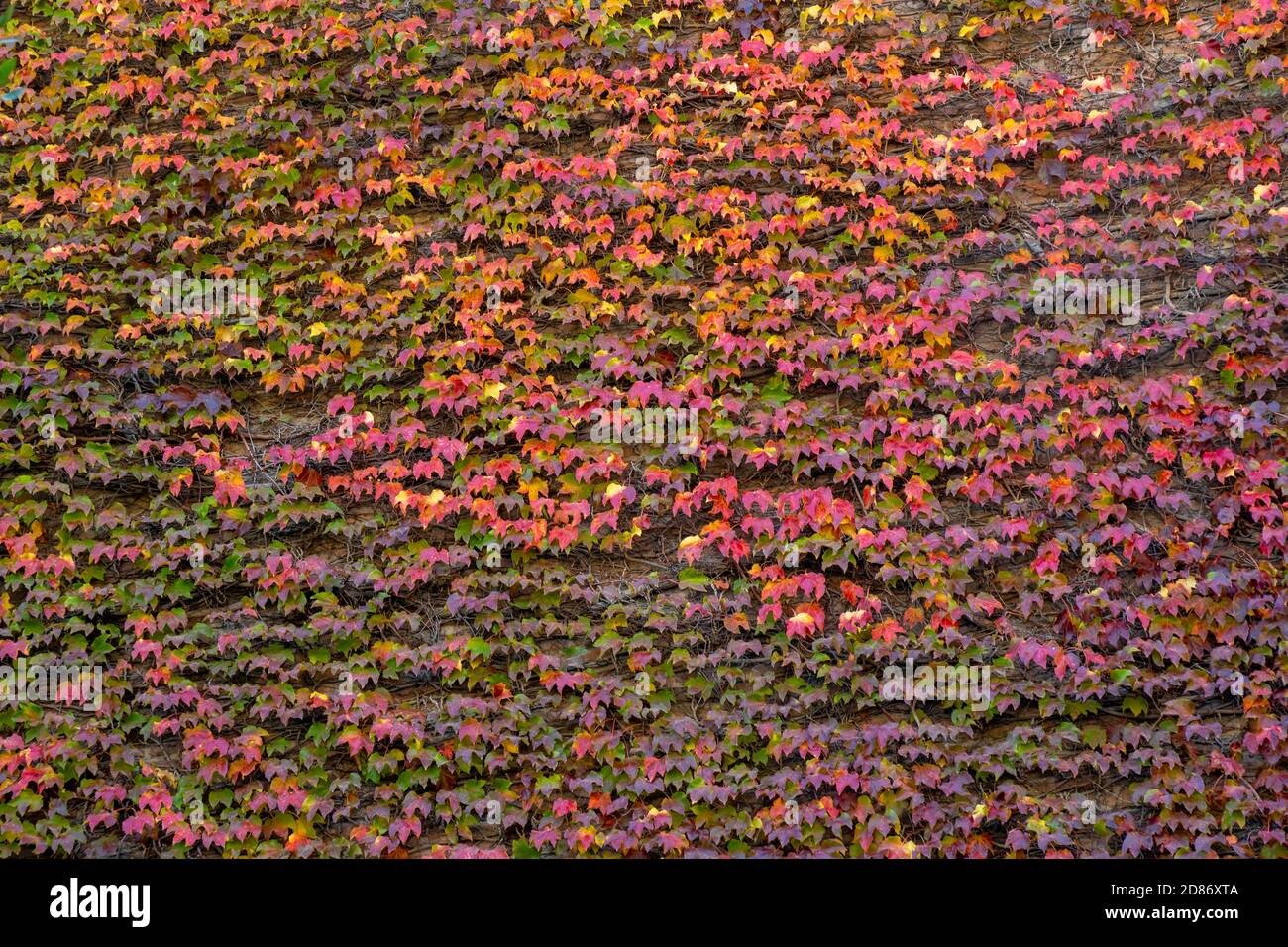 View of house facade covered by overgrown creeper plant Stock Photo - Alamy