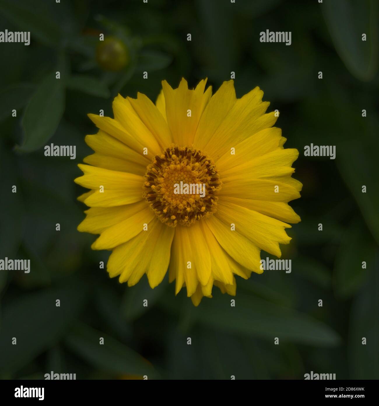 Single yellow flower hi-res stock photography and images - Alamy