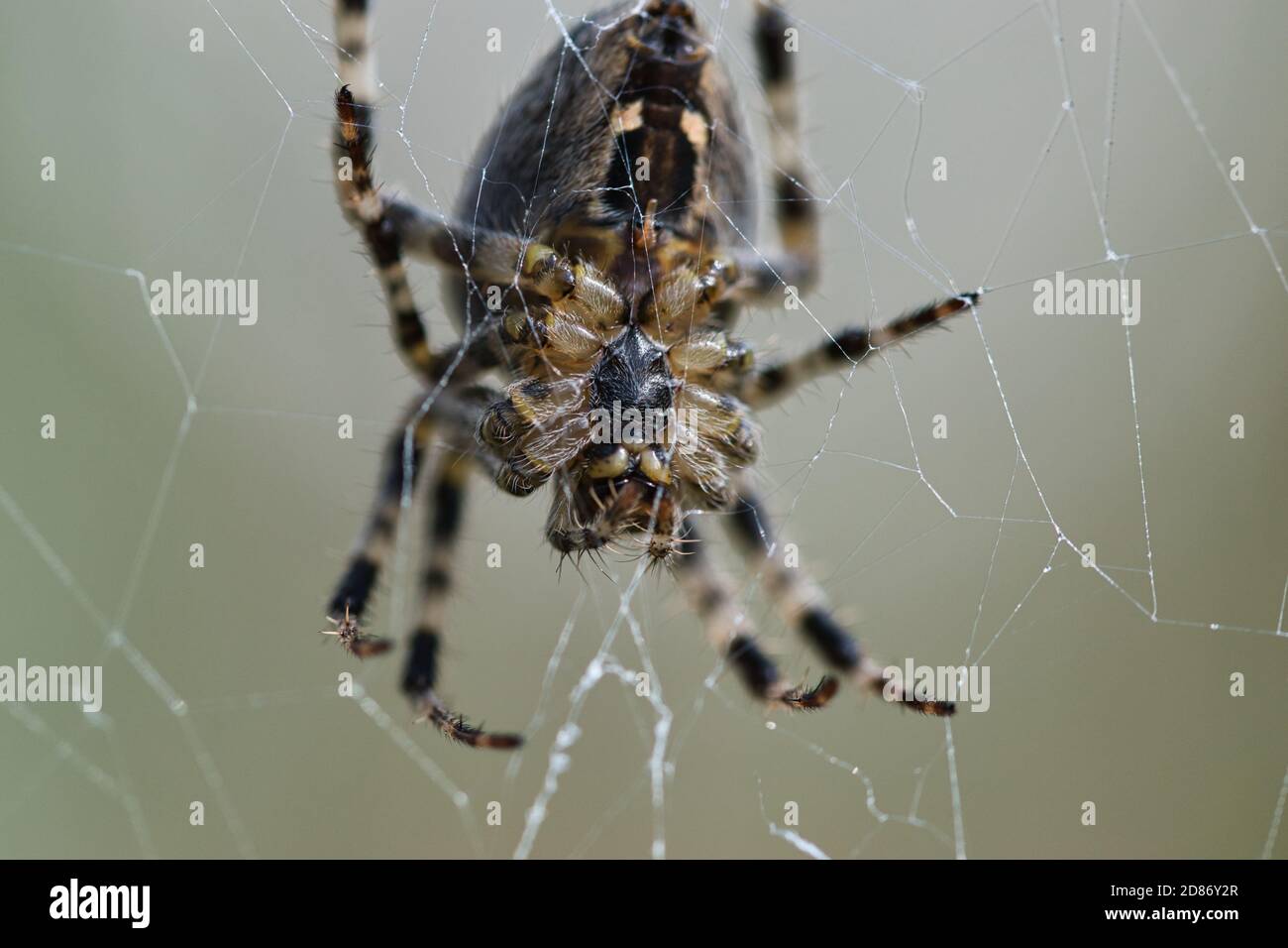 Spider texture hi-res stock photography and images - Alamy