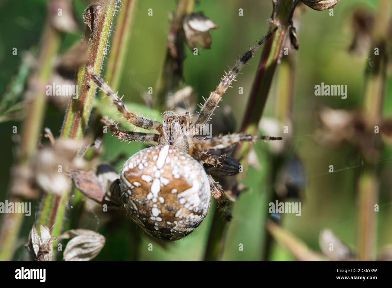 Crowned orb weaver , garden cross spider macro texture, top view ...