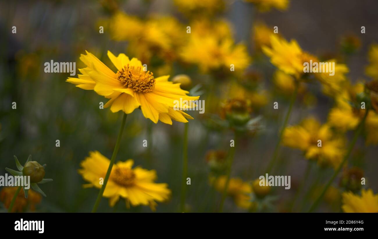 Yellow flower side with depth of field Stock Photo - Alamy