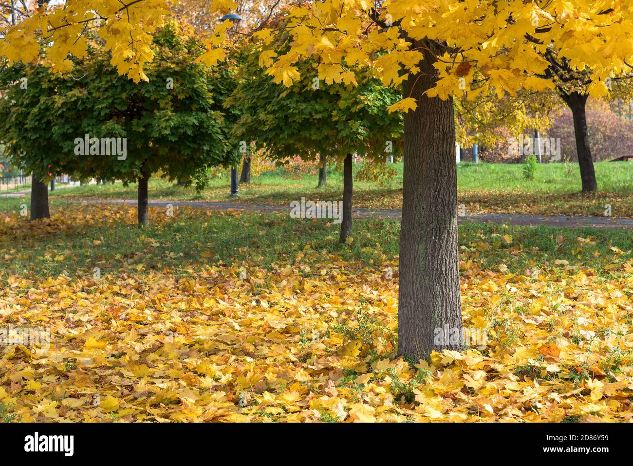Tree landscape with nature and maple tree environment hi-res stock ...