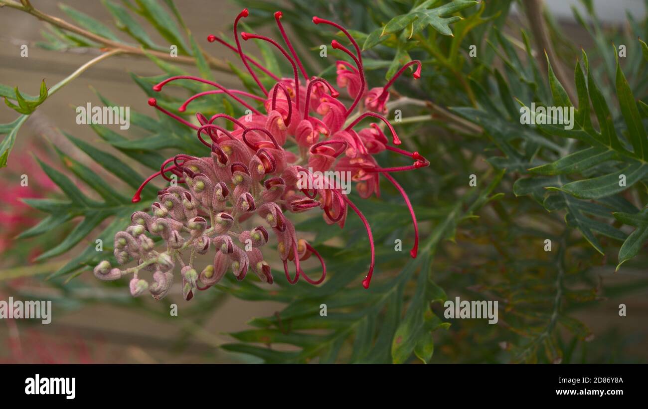 Australian native flower hi-res stock photography and images - Alamy