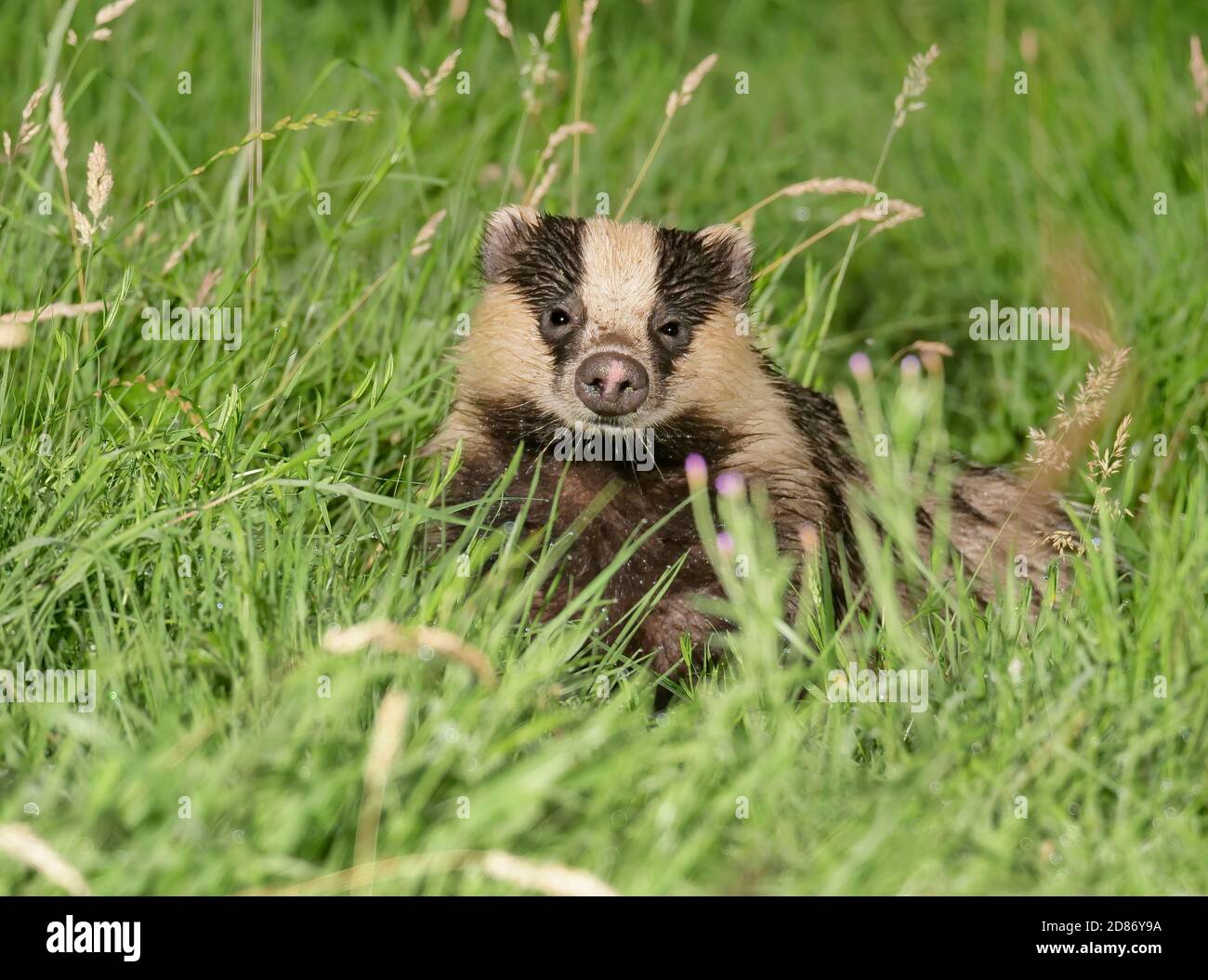 European Badger Foraging for ffom Stock Photo - Alamy