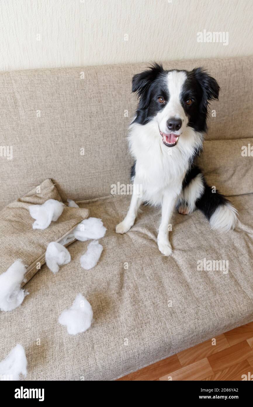A Border Collie Who Bites