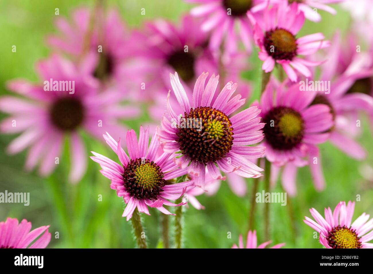 Tennessee coneflower echinacea tennesseensis hi-res stock photography ...