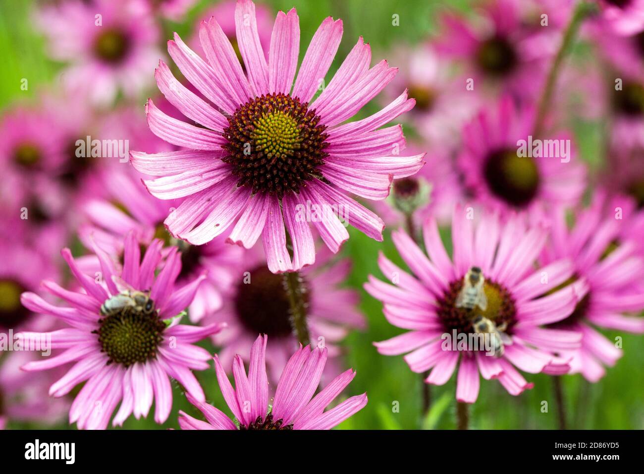 Tennessee coneflower echinacea tennesseensis hi-res stock photography ...