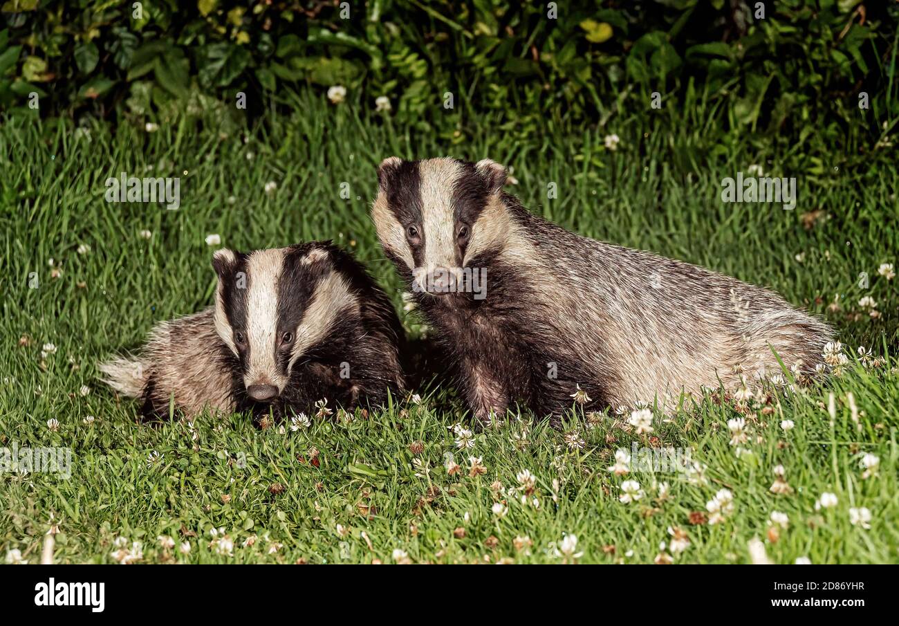 Badger cub mother hi-res stock photography and images - Alamy