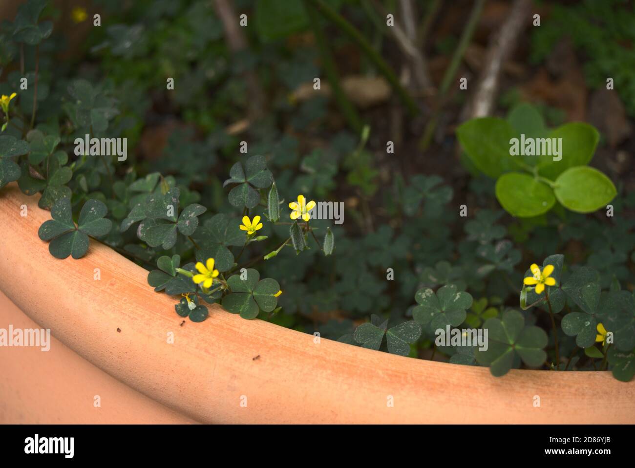 Yellow weed flowers in a pot Stock Photo - Alamy