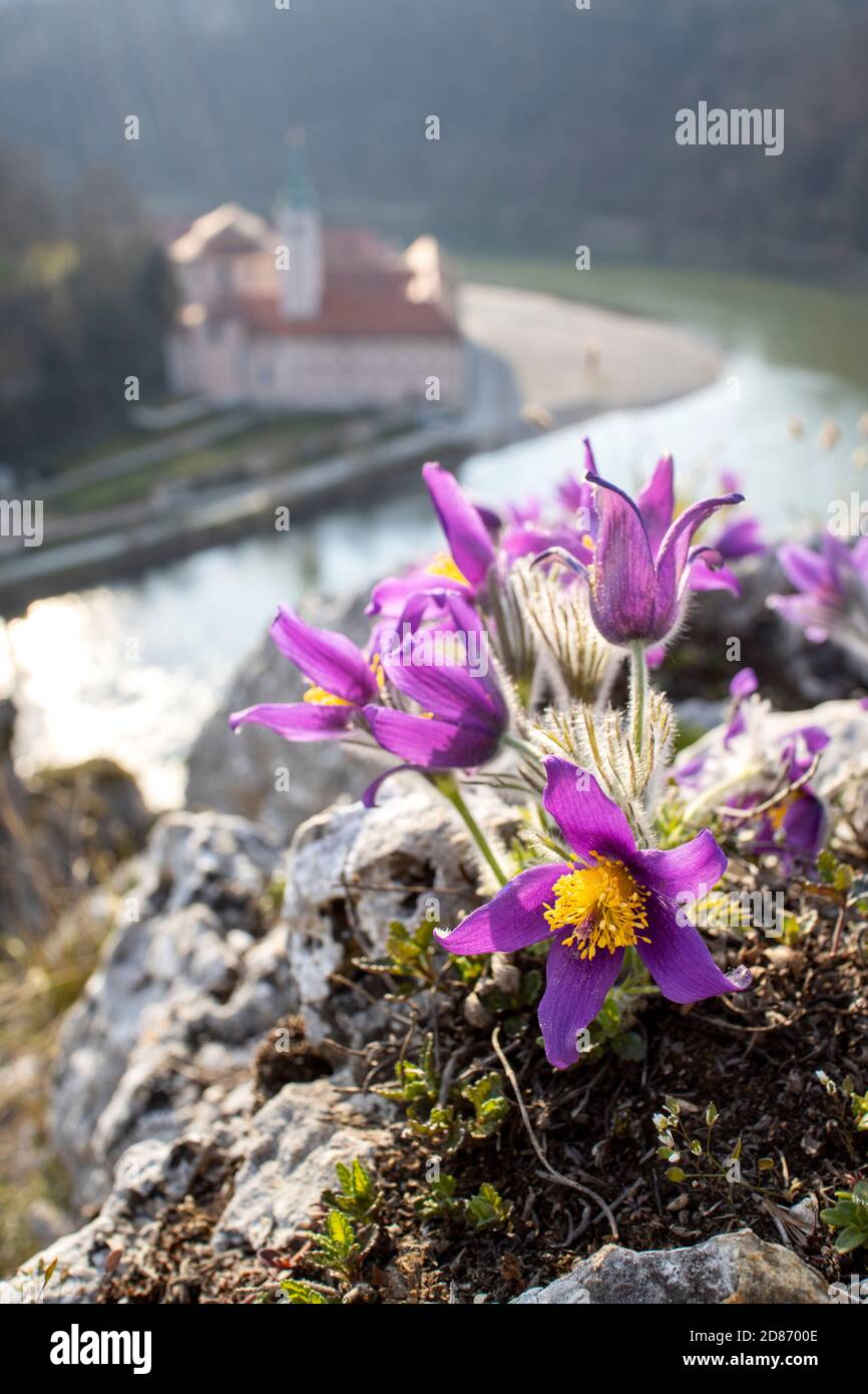 Pasque flowers pulsatilla vulgaris bavaria hi-res stock photography and ...