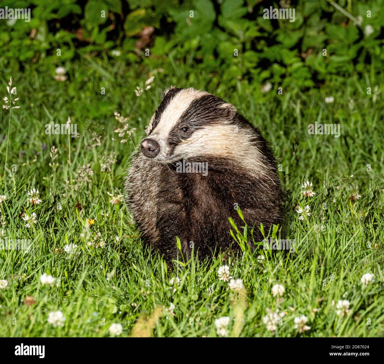 European Badger Foraging for ffom Stock Photo - Alamy