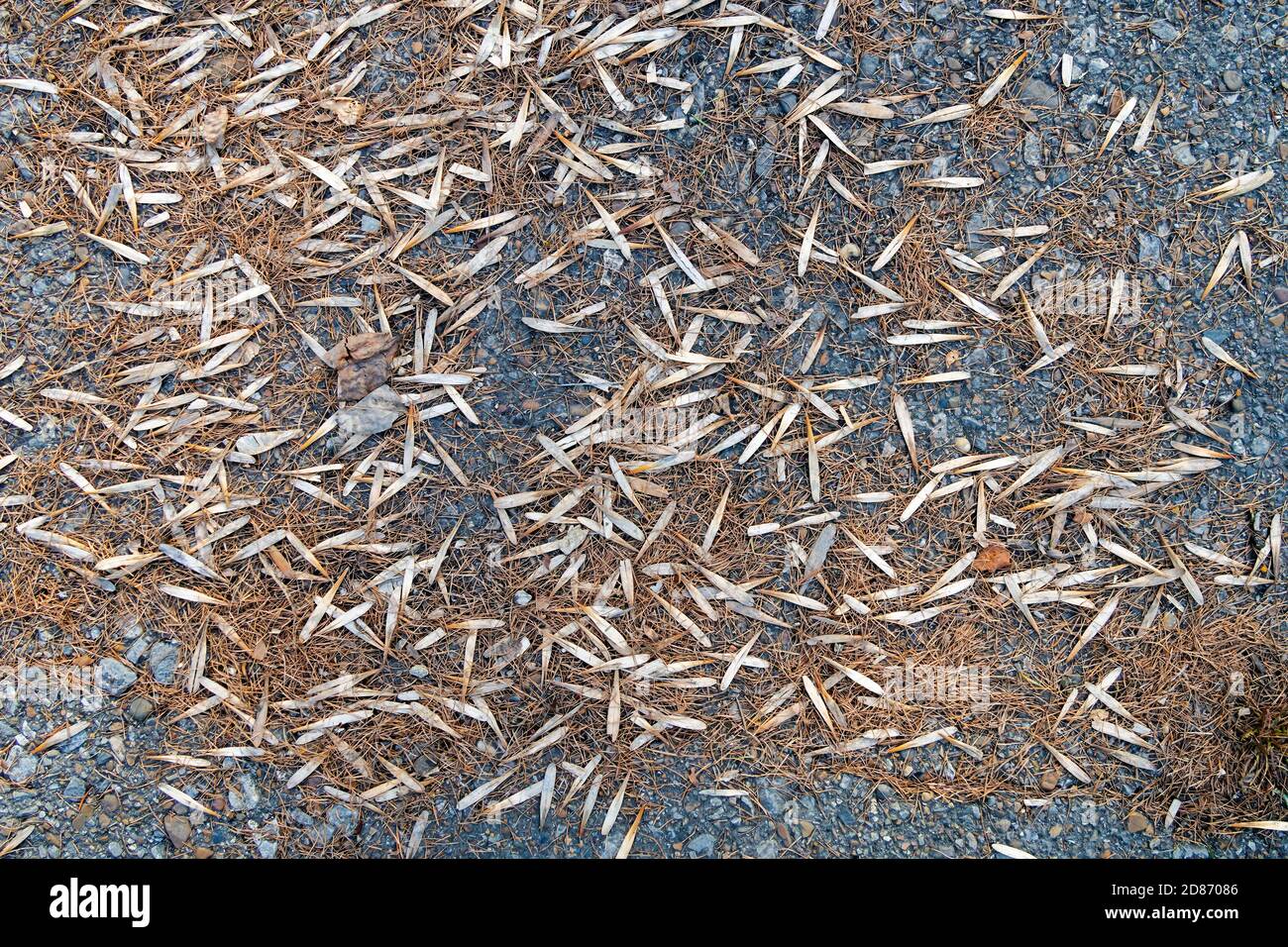Dry fallen ash tree seeds and yellow pine needles on the pavement ...