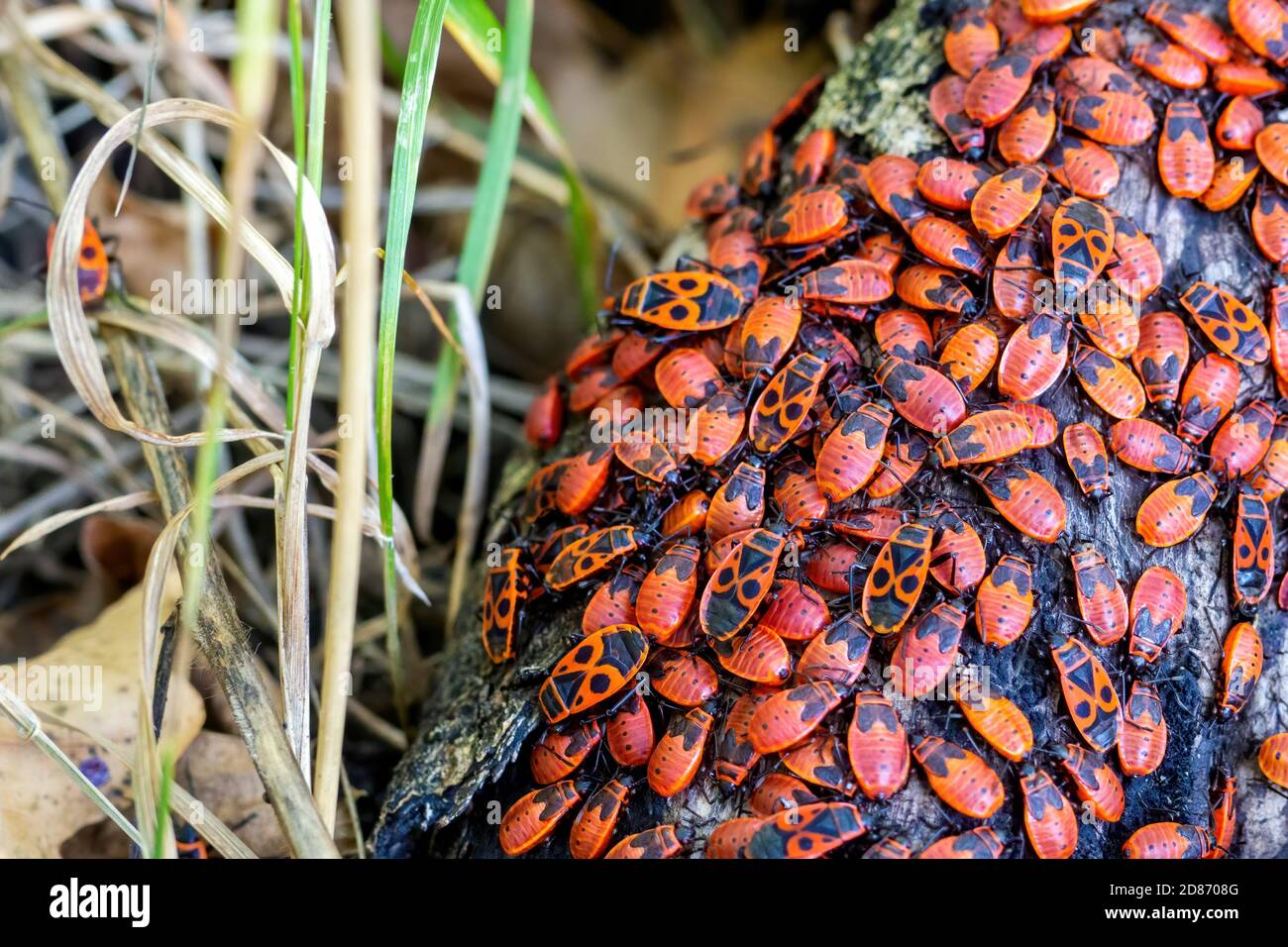 Group of firebug, Pyrrhocoris apterus on tree trunk. Top view ...