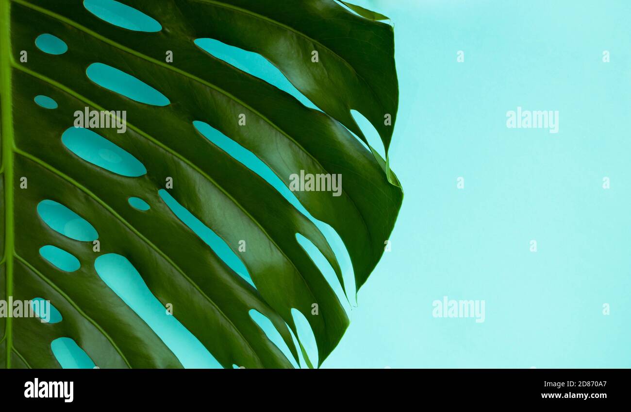 Green monstera leaf on a blue background Stock Photo - Alamy