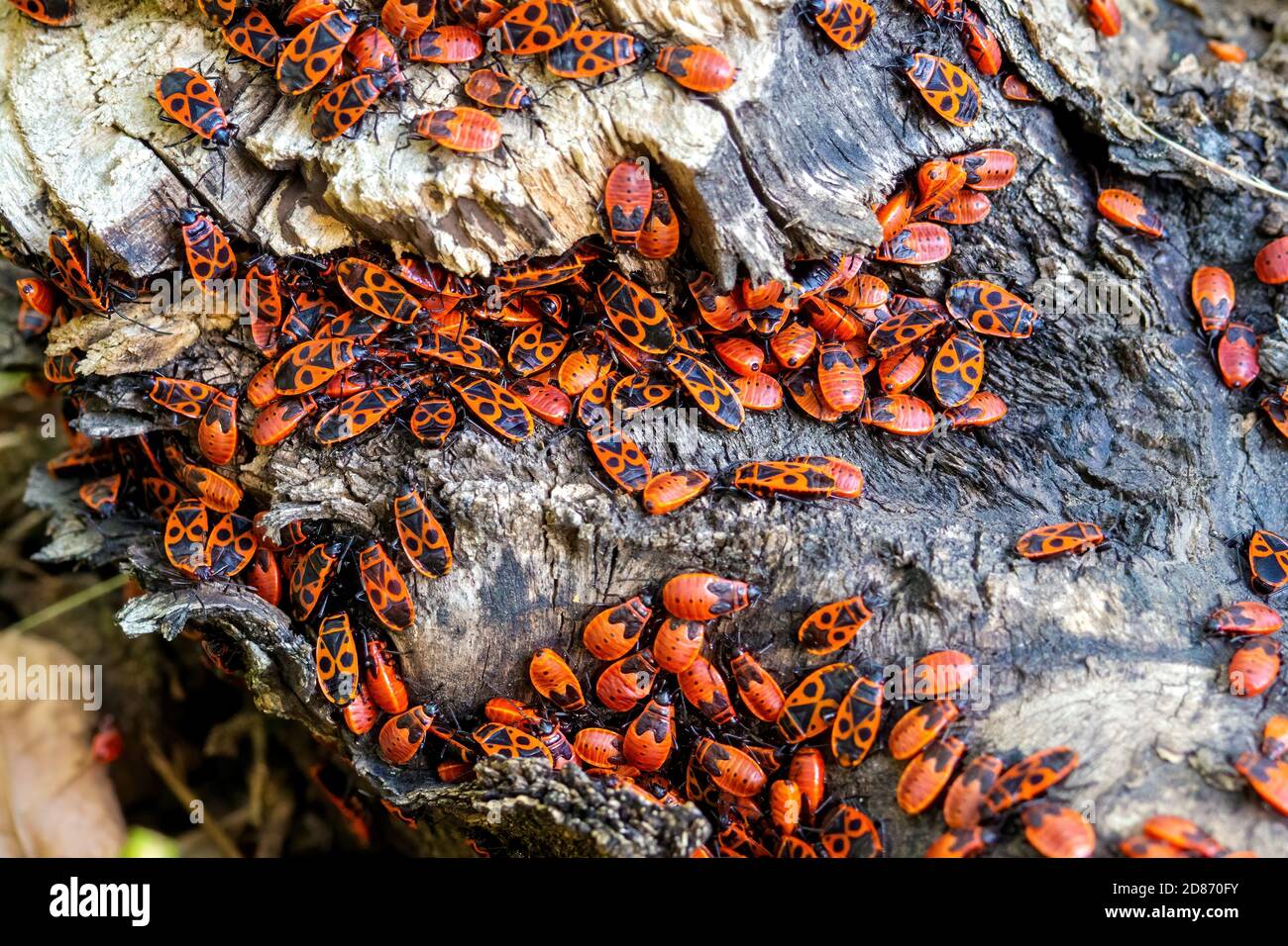 The group of firebug, Pyrrhocoris apterus on tree trunk. Close-up ...