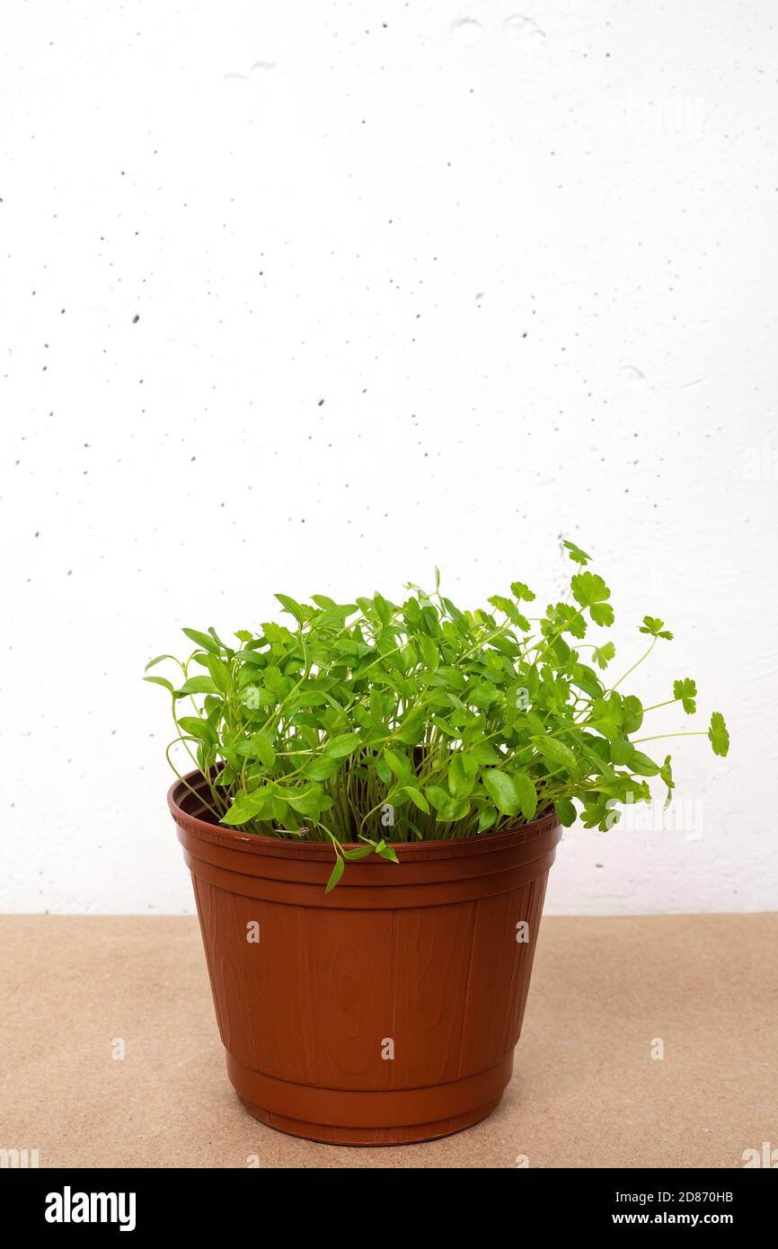 Parsley sprouts in brown pot on craft brown paper on white concrete ...
