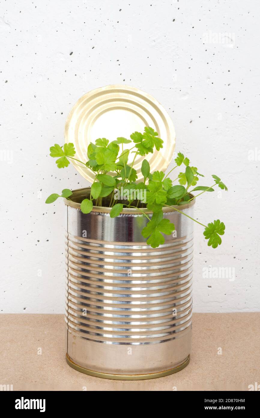 Micro greens, parsley sprouts in tin can on white concrete wall ...
