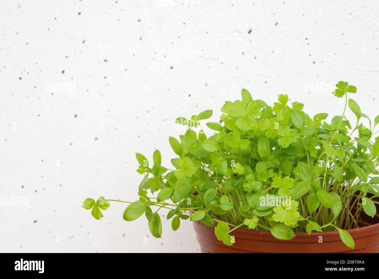 Parsley sprouts in brown pot on white concrete wall background. Growing ...