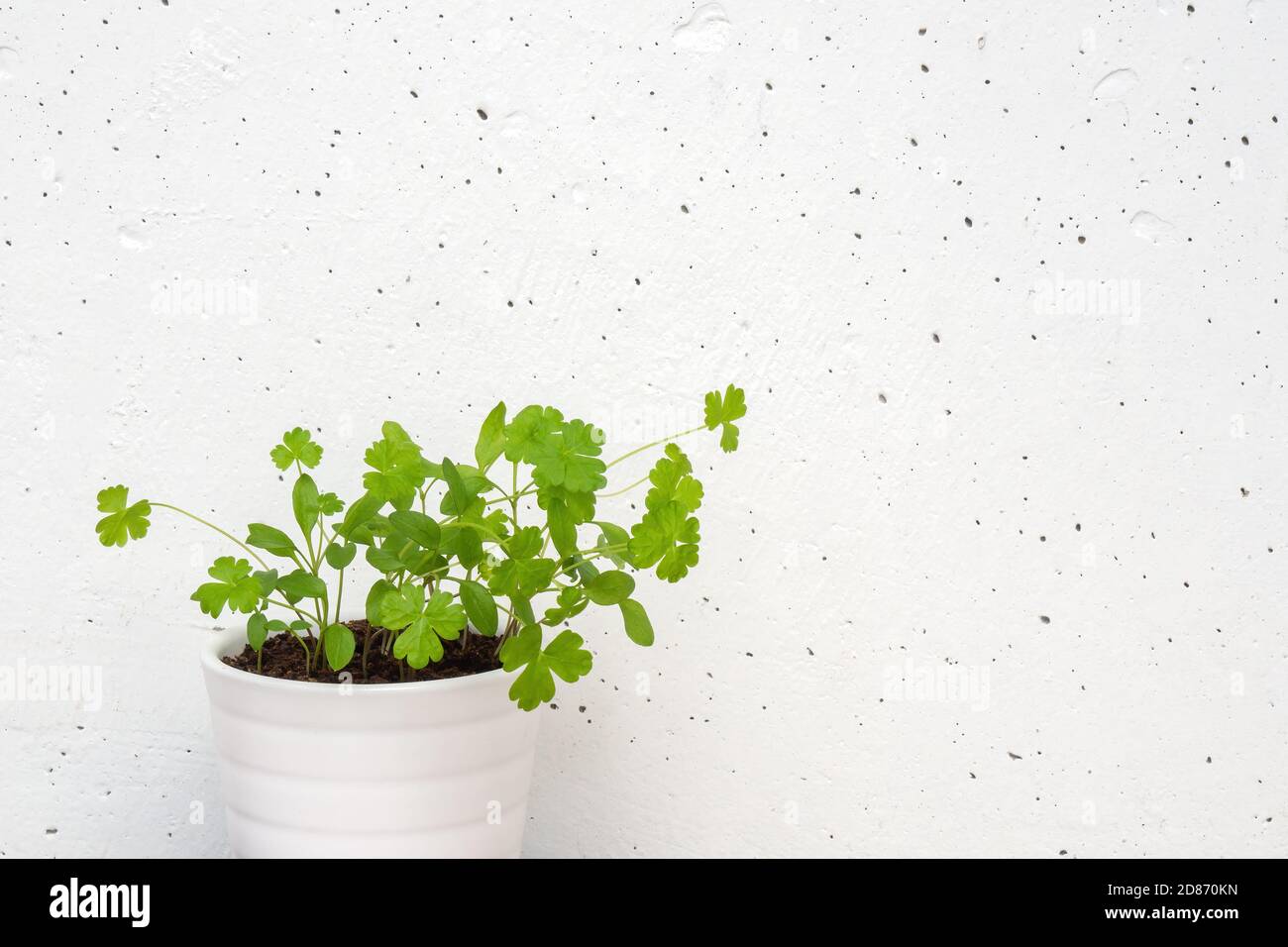Micro greens growing in white pot, parsley sprouts on white concrete ...