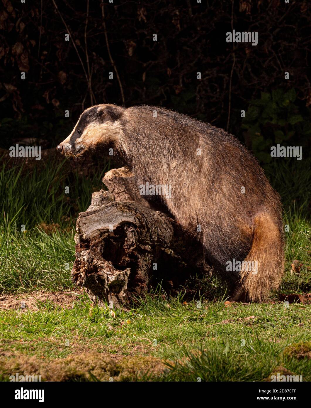 European Badger Foraging for ffom Stock Photo - Alamy