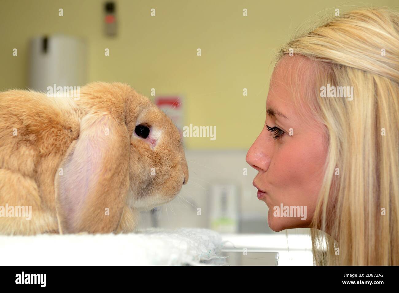 Young woman with pet Lop Eared rabbit Stock Photo - Alamy
