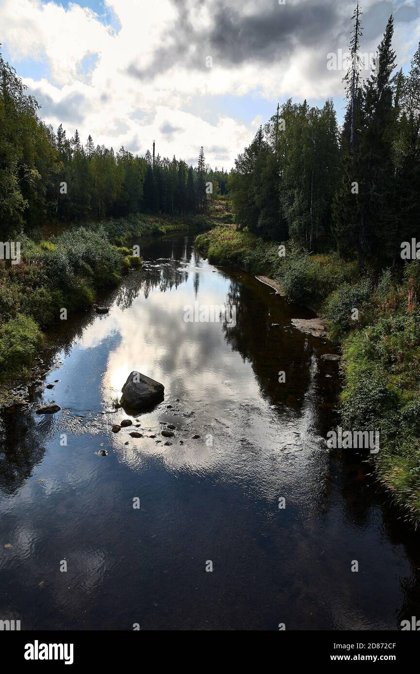 Forest shallow river in the wild forest Stock Photo - Alamy