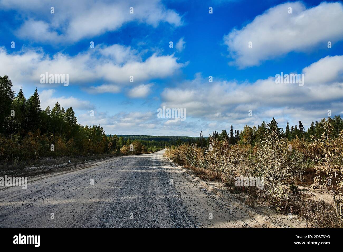 Rural gravel road in the forest Stock Photo - Alamy