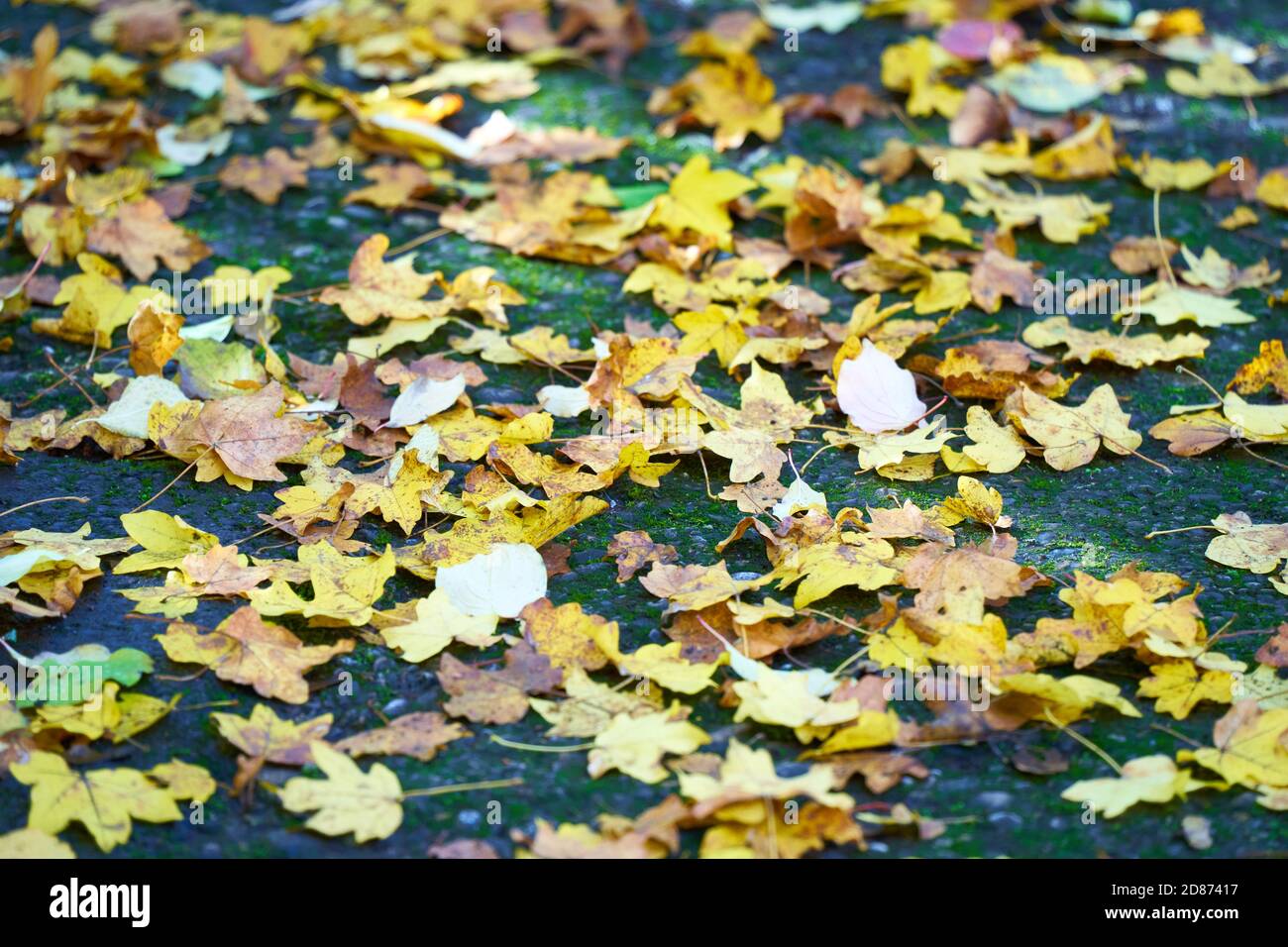 autumn leaves on the ground Stock Photo - Alamy