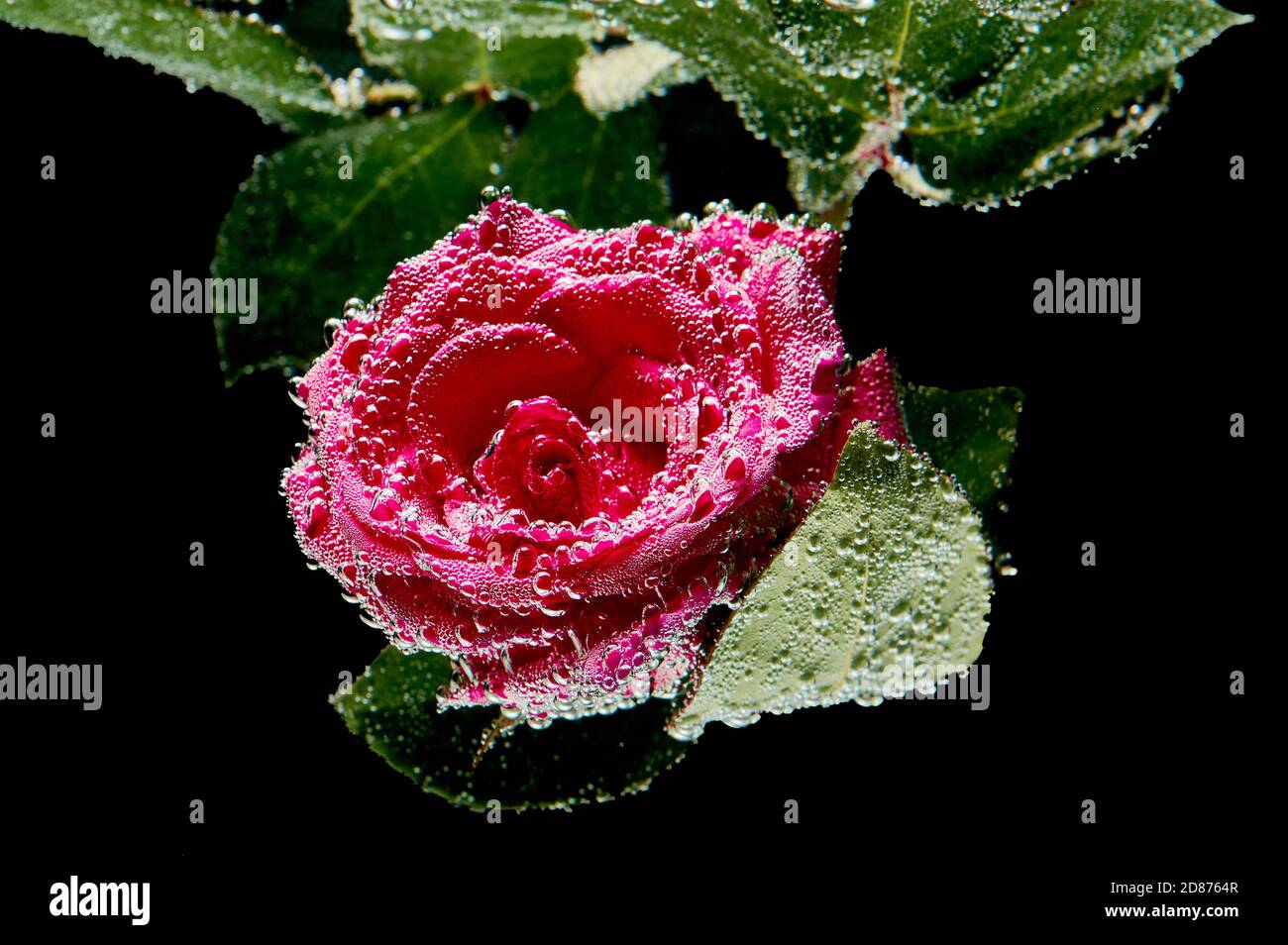 Red rose dipped in water Stock Photo - Alamy