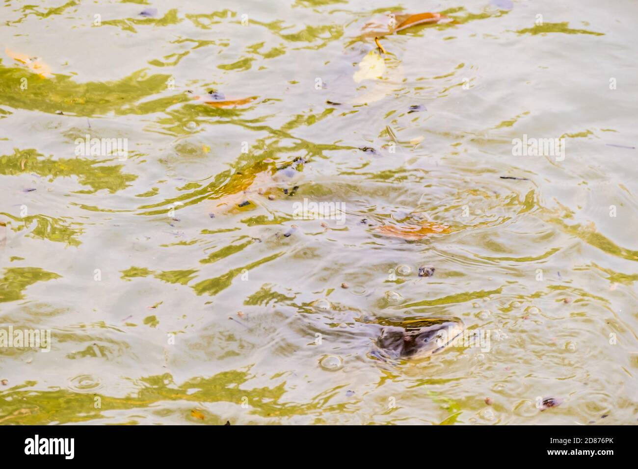 Beautiful photo of dead fish catfish, Ayutthaya taken in thailand Stock ...