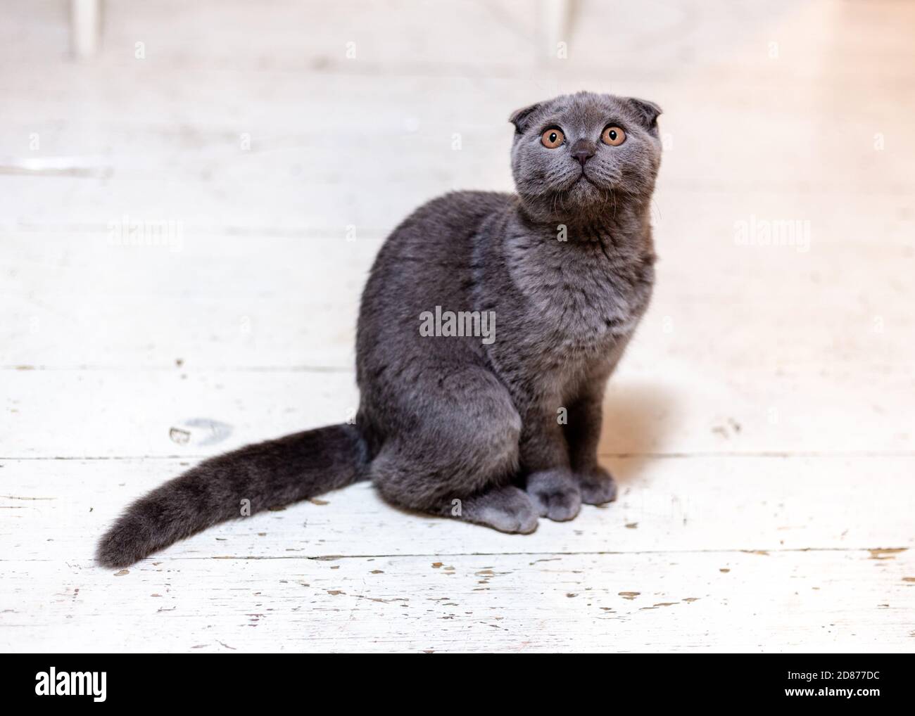 Scottish fold gray cat with fluffy paws Stock Photo - Alamy