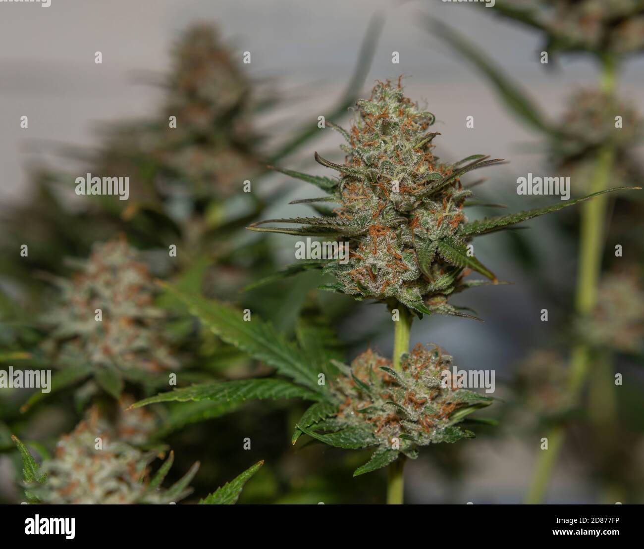 Juno alaska hi-res stock photography and images - Alamy