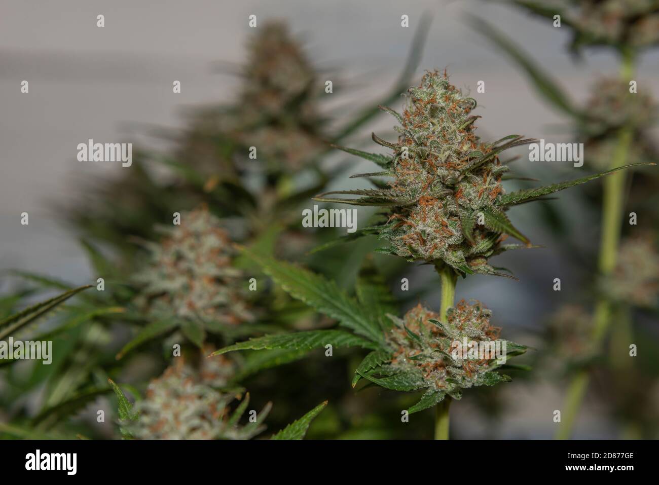 Alaska Cannabis High Resolution Stock Photography and Images - Alamy