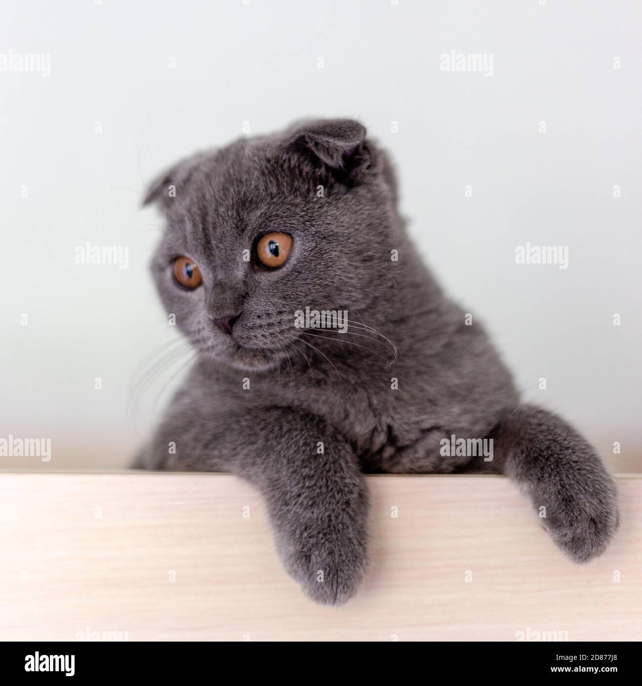Scottish fold gray cat with fluffy paws Stock Photo - Alamy