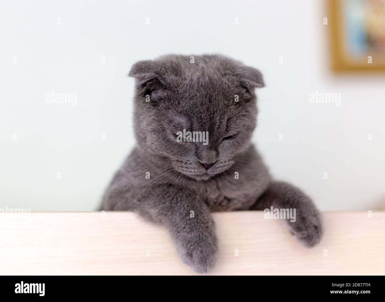 Scottish fold gray cat with fluffy paws Stock Photo - Alamy