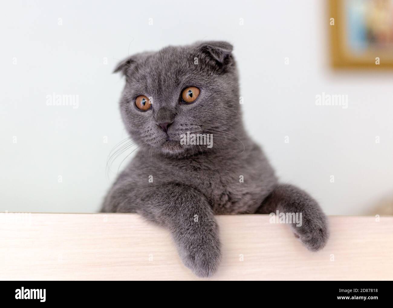 Scottish fold gray cat with fluffy paws Stock Photo - Alamy
