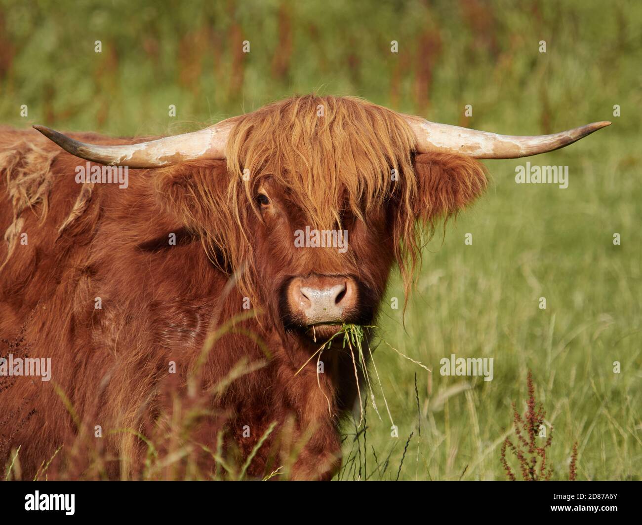 Highland cattle portrait hi-res stock photography and images - Alamy
