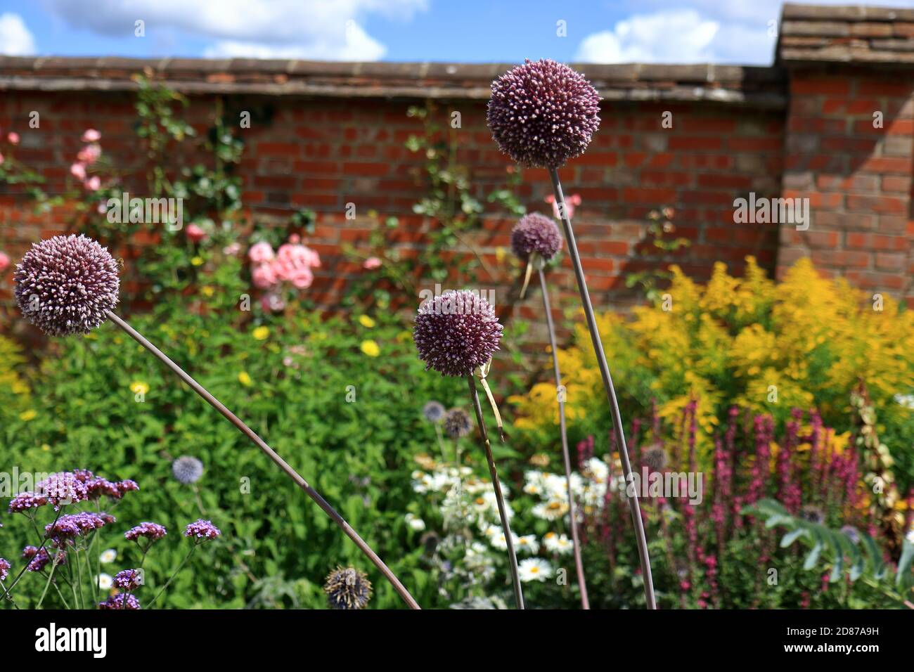 A garden scene with the Purple globe shaped Echinops Stock Photo - Alamy