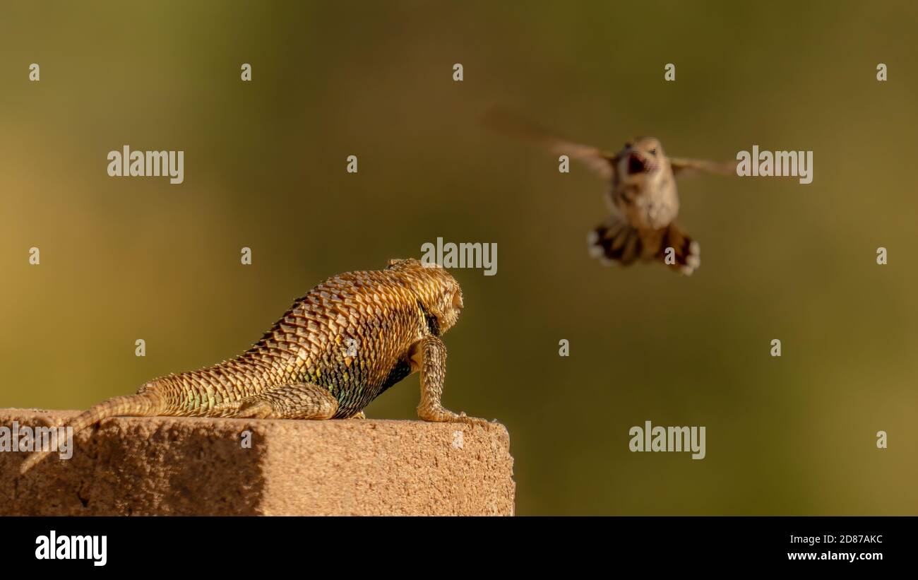 A desert spiny lizard faces off with a hovering hummingbird Stock Photo ...