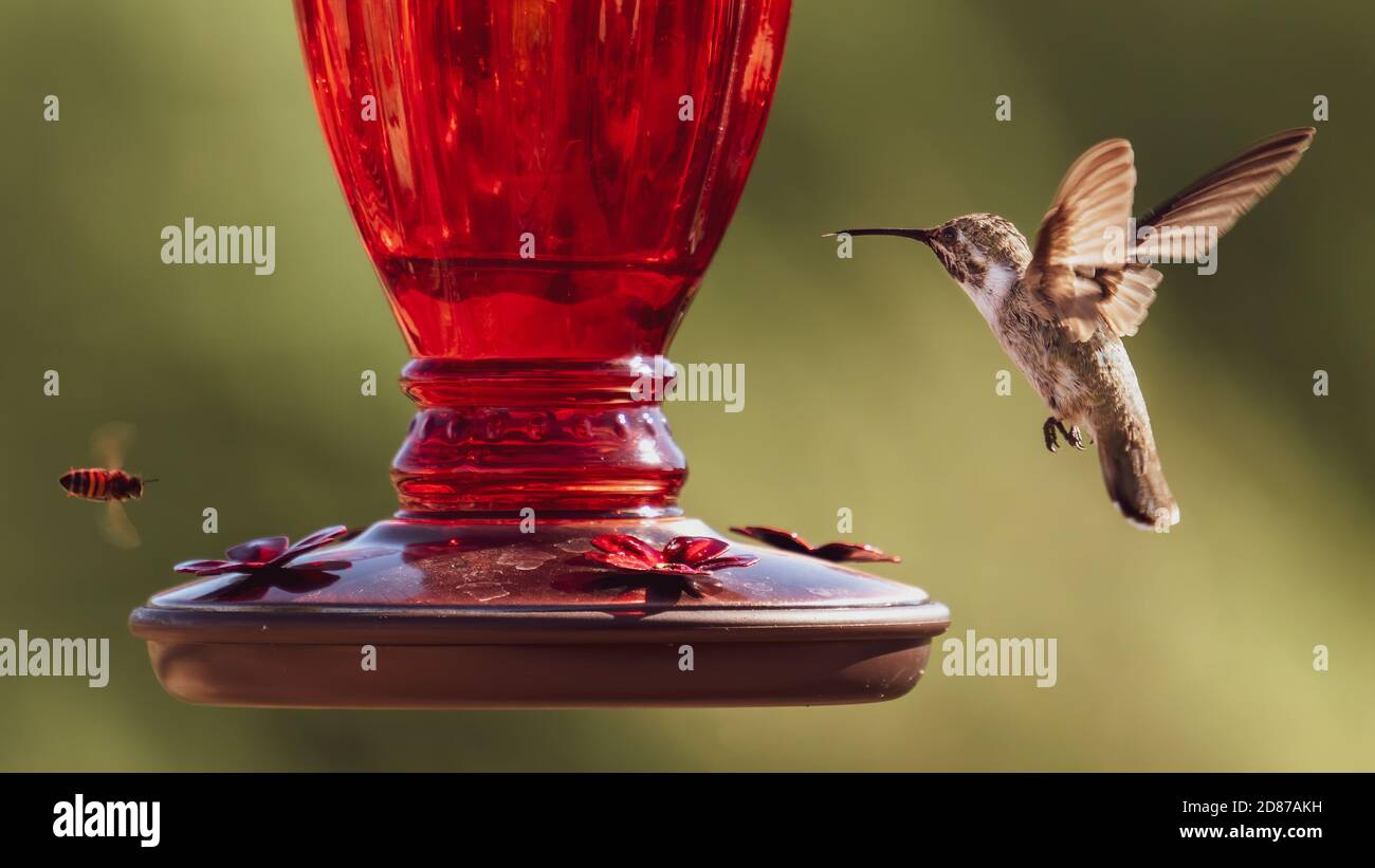 Hummingbird wings at sides hi-res stock photography and images - Alamy
