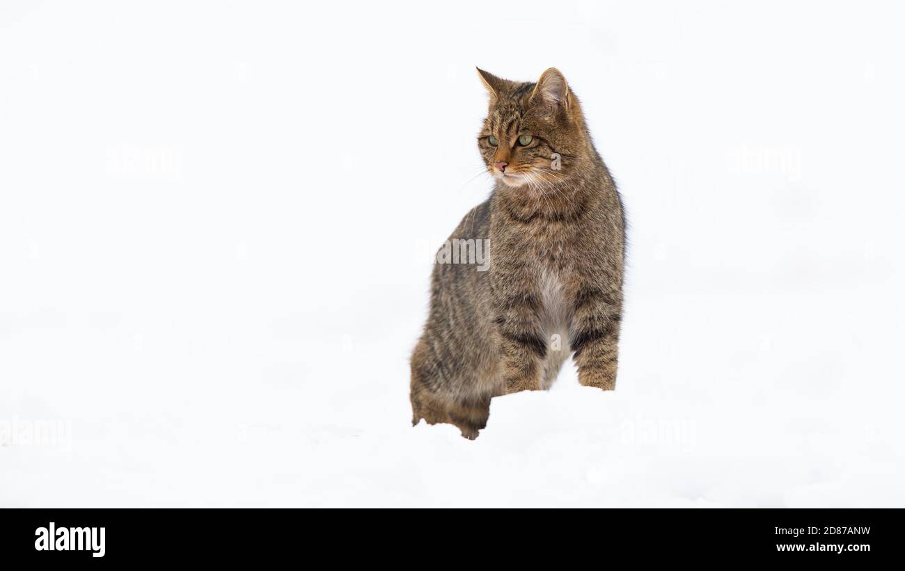 Proud european wildcat standing on snow in winter Stock Photo - Alamy