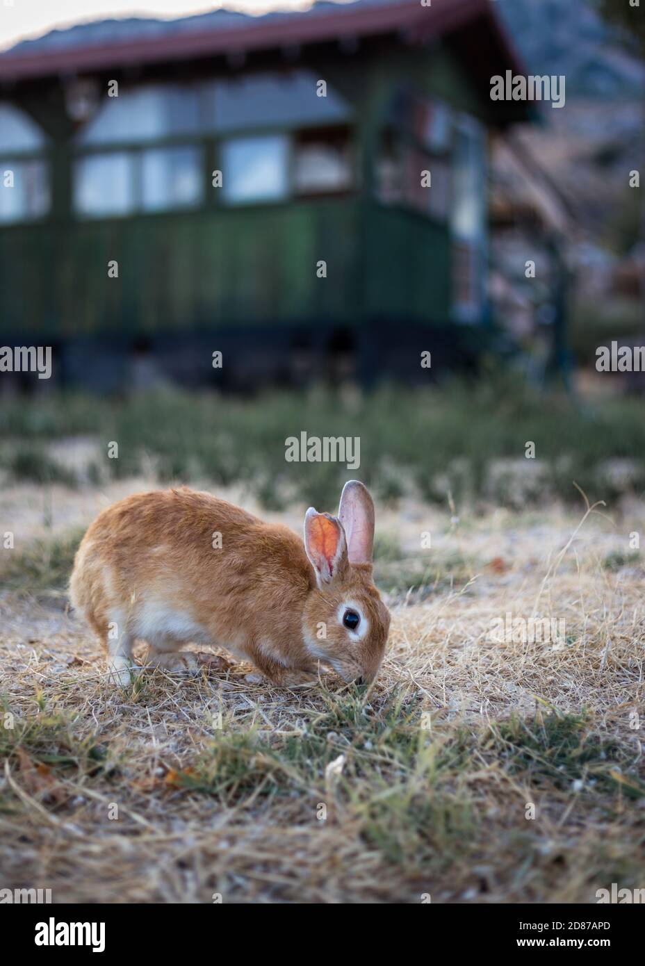 Ginger rabbit hi-res stock photography and images - Alamy