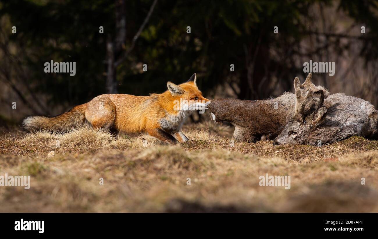 Red fox tearing prey on field in autumn nature Stock Photo - Alamy
