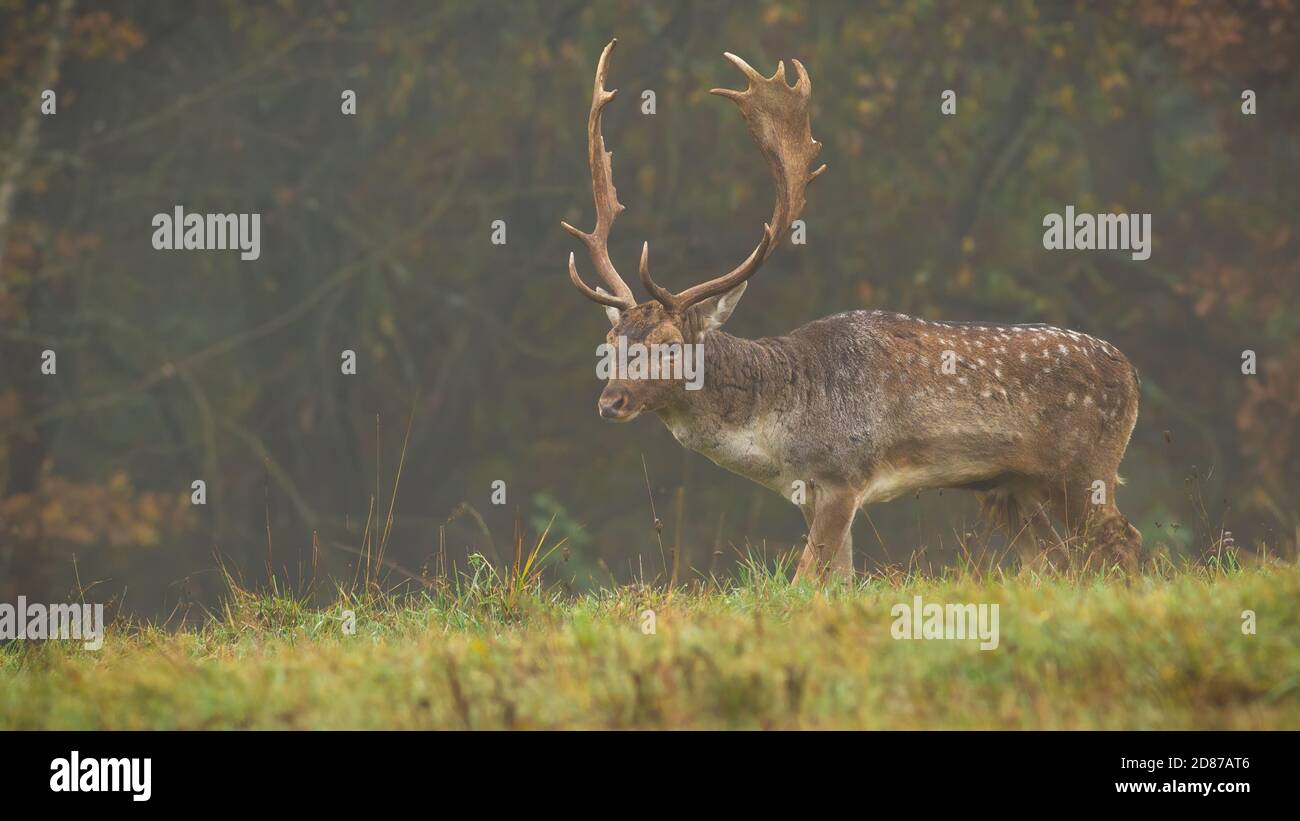 Majestic fallow deer stag walking in morning fog in autumn Stock Photo ...