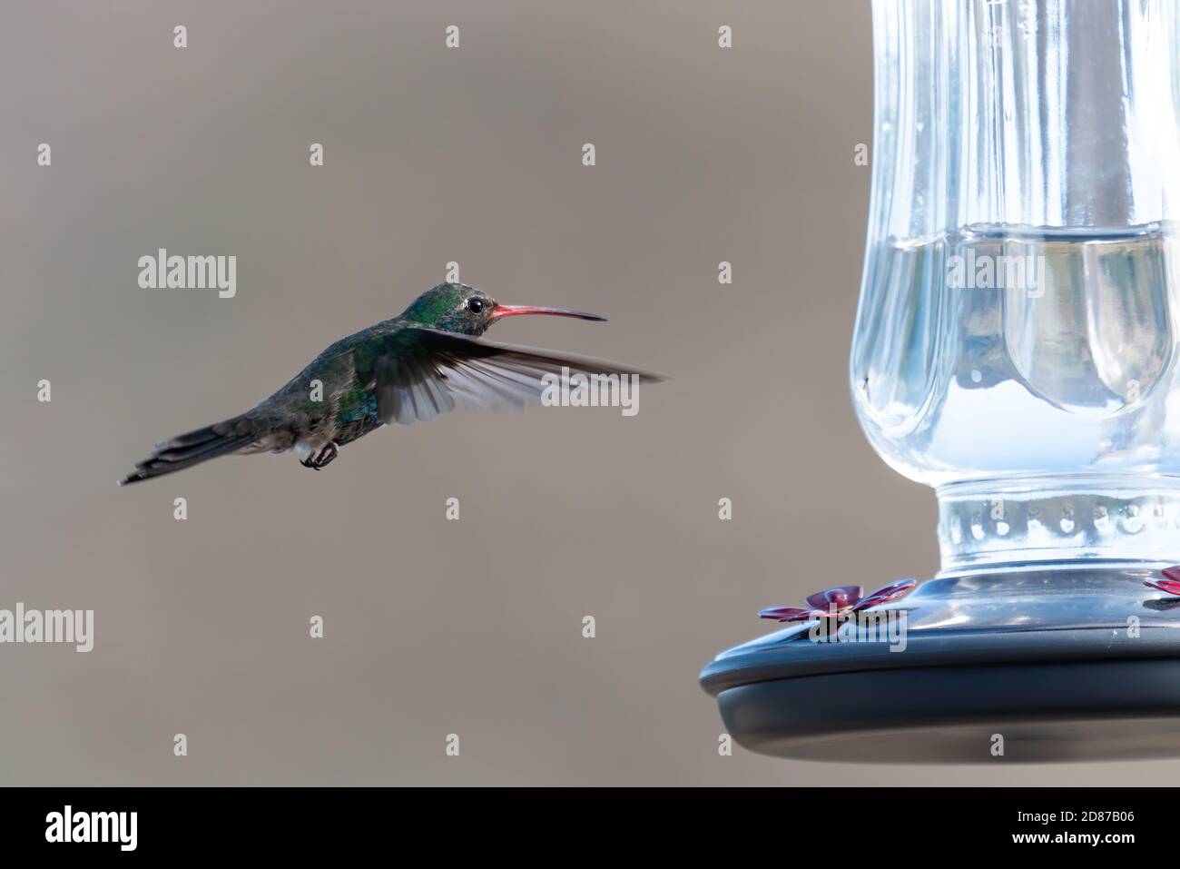 A male Broadbill hummingbird mid-air in proximity of a feeder Stock ...