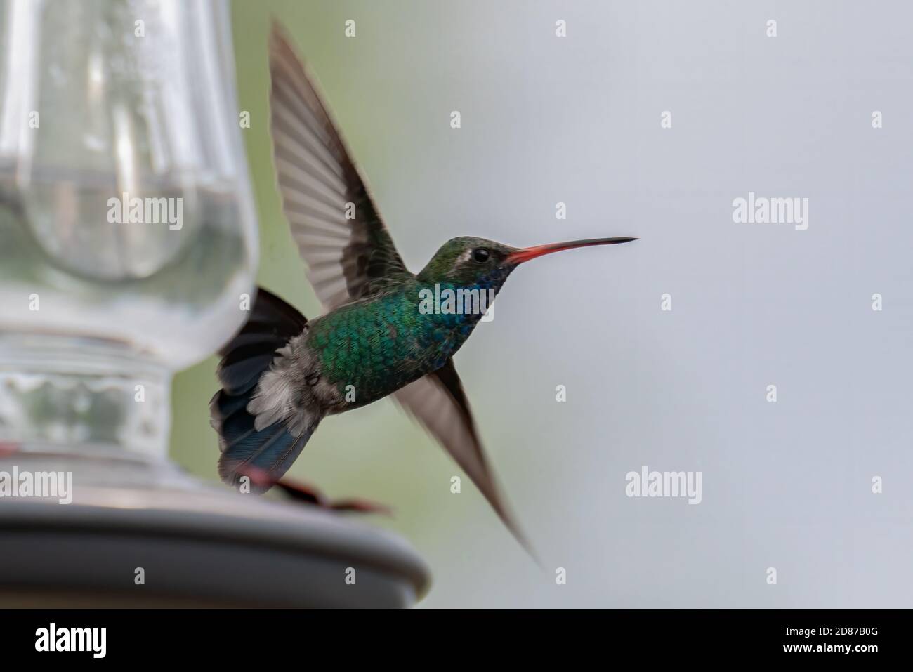 A male Broadbill hummingbird mid-air in proximity of a feeder Stock ...