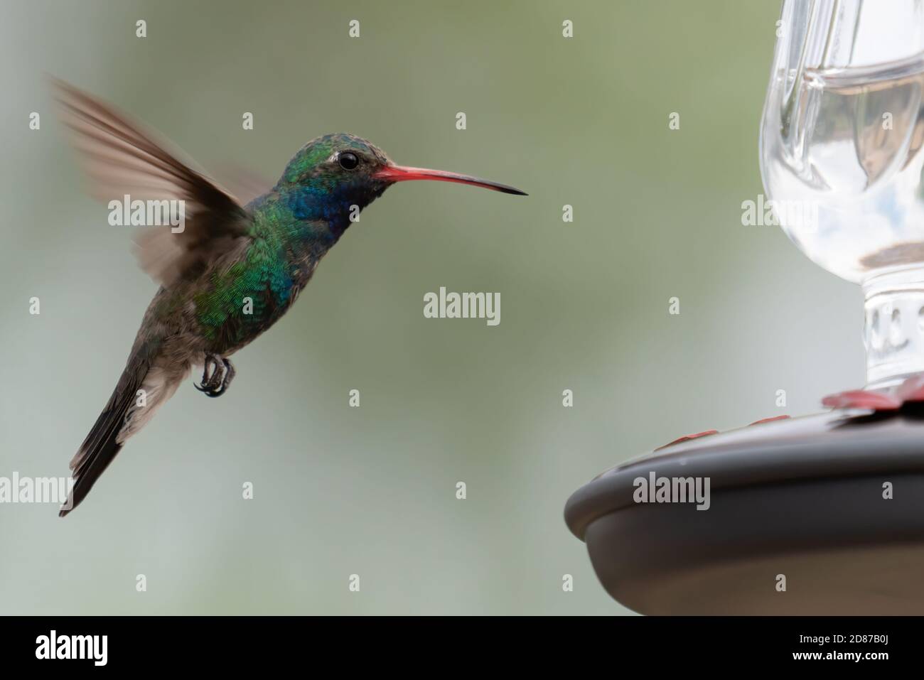 A male Broadbill hummingbird mid-air in proximity of a feeder Stock ...