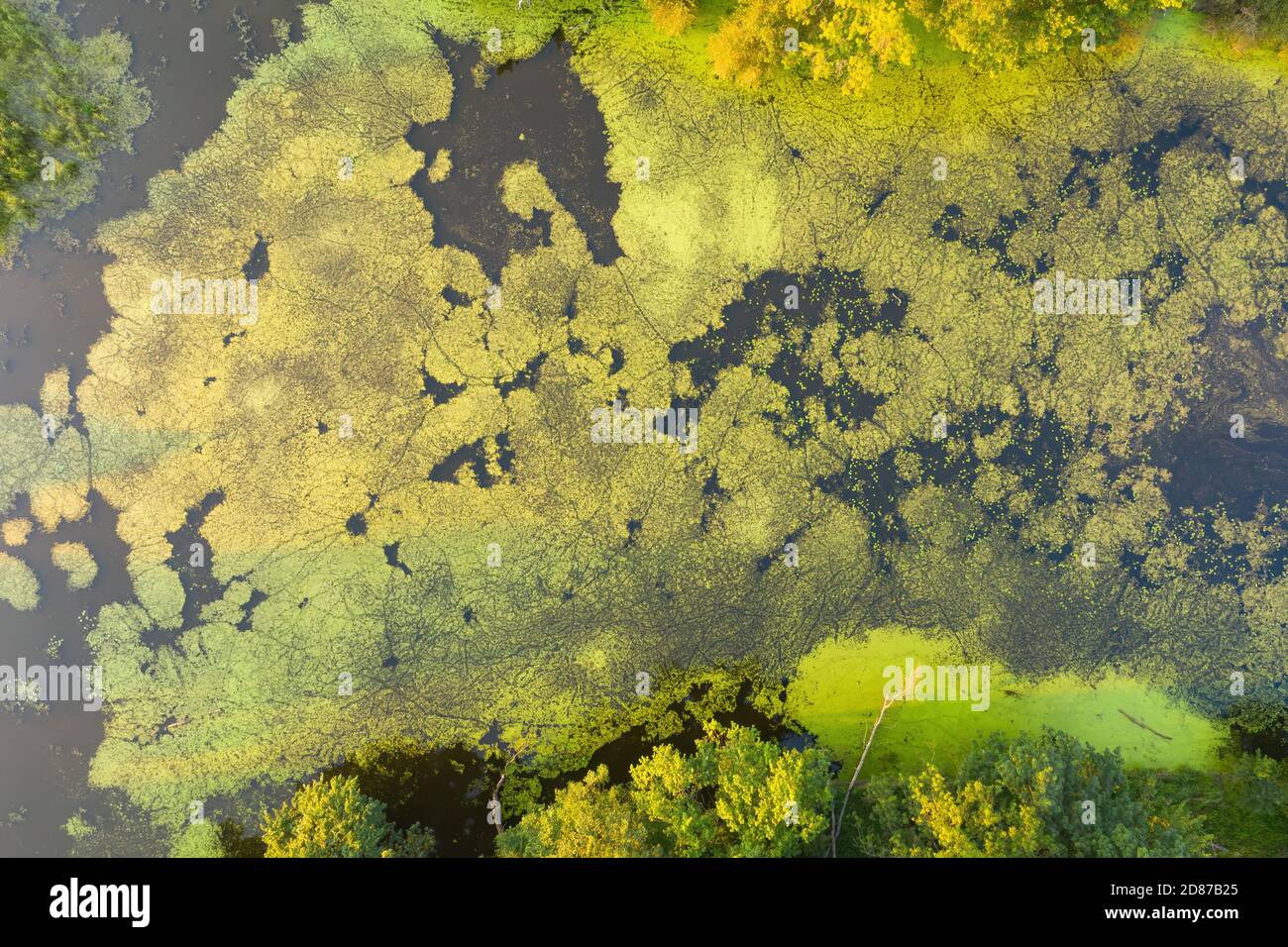 Structure of water lilies and green plants growing in river from above ...