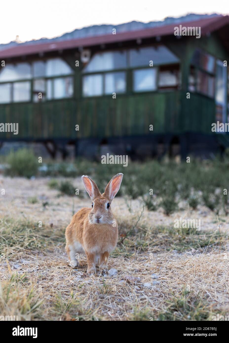 Ginger rabbit hi-res stock photography and images - Alamy
