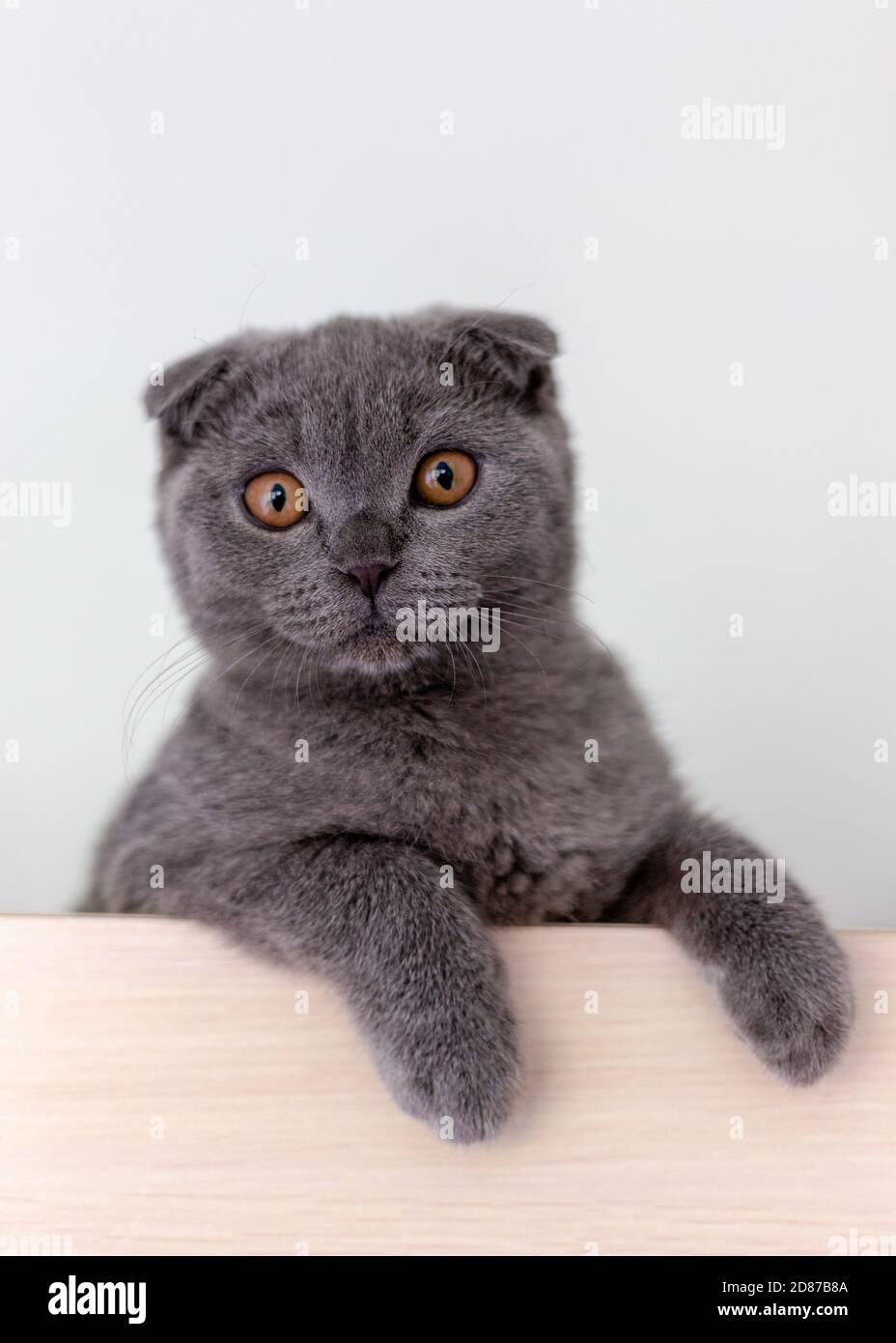 Scottish fold gray cat with fluffy paws Stock Photo - Alamy